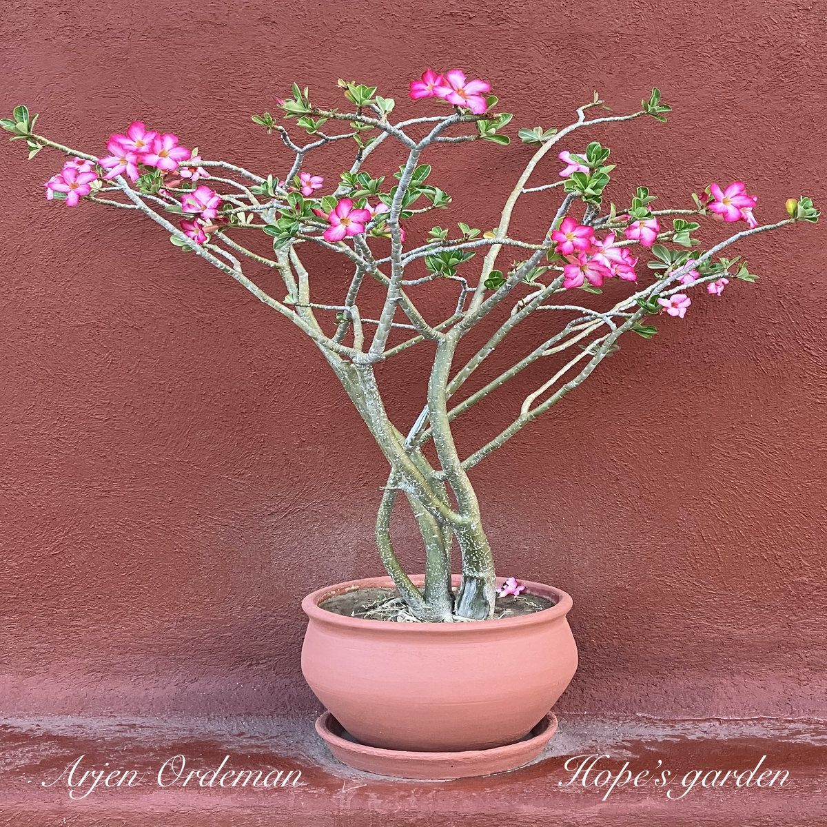 Hope's garden | Arjen Ordeman