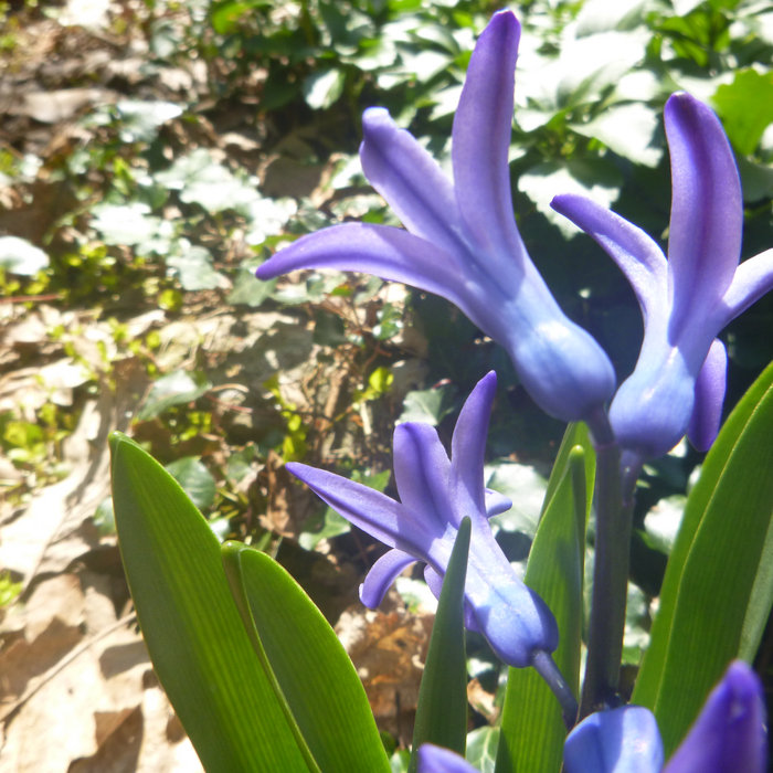 4/13/24 | RICK and the SUBSONICS