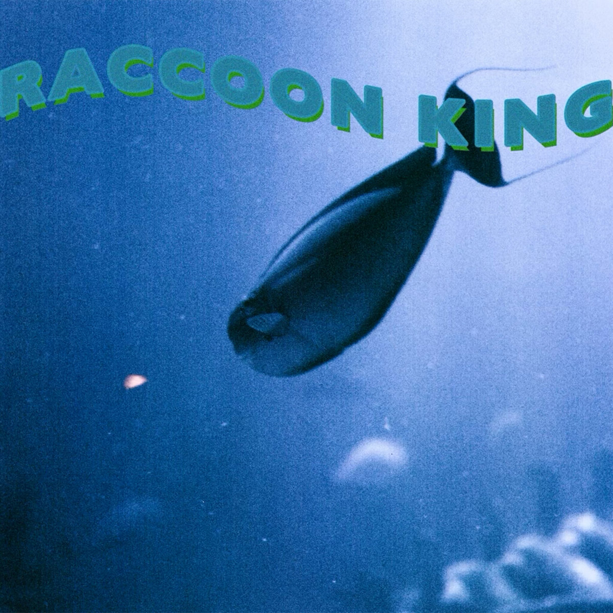 Raccoon King | My Raccoon King
