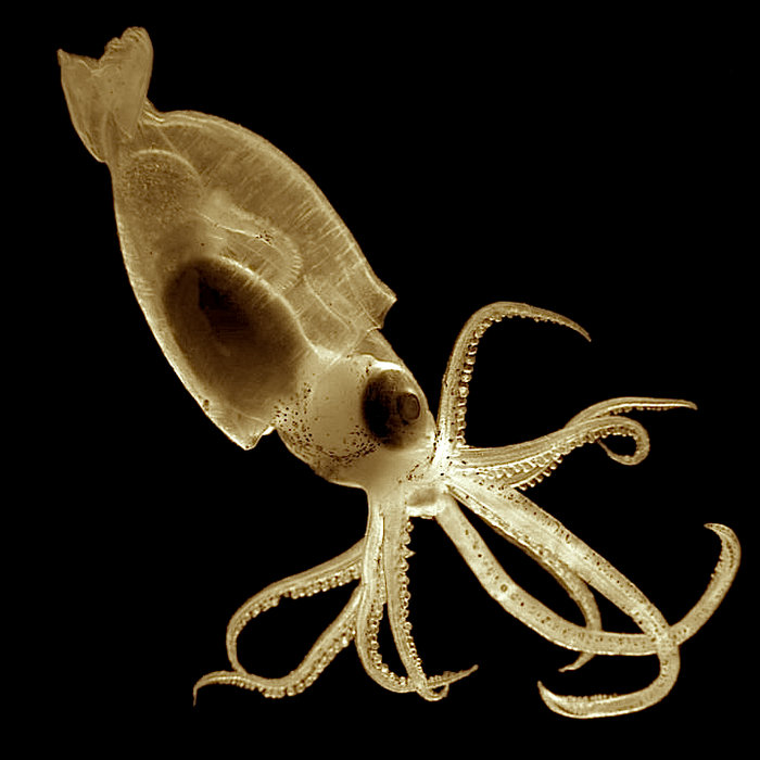 Eternal Night of Deep Water | Lord Squid