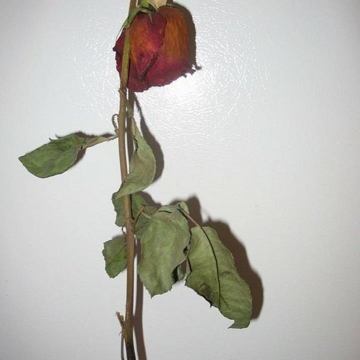 New Pop Culture | Rose Special