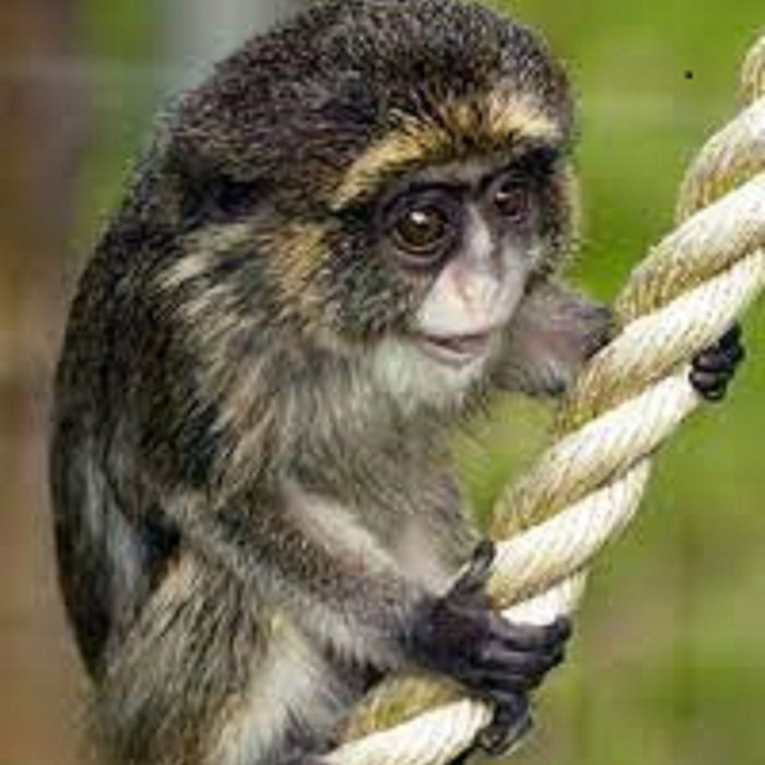 monkey | hunting rifle