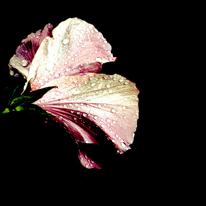 The Pure EP | Hashaun