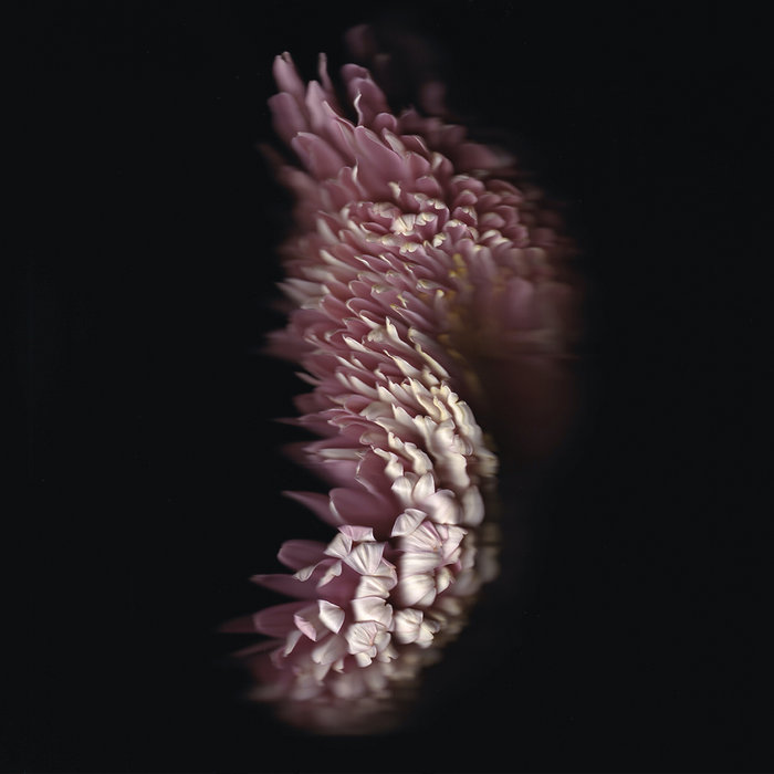 Haze | Mountain Hawk | Muzan Editions