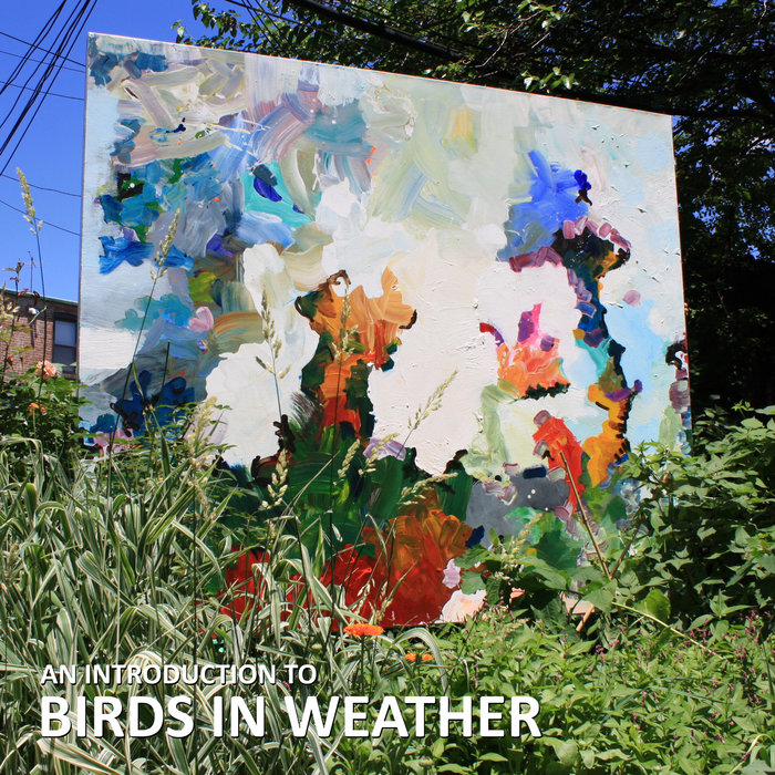 An Introduction to Birds in Weather | Birds in Weather