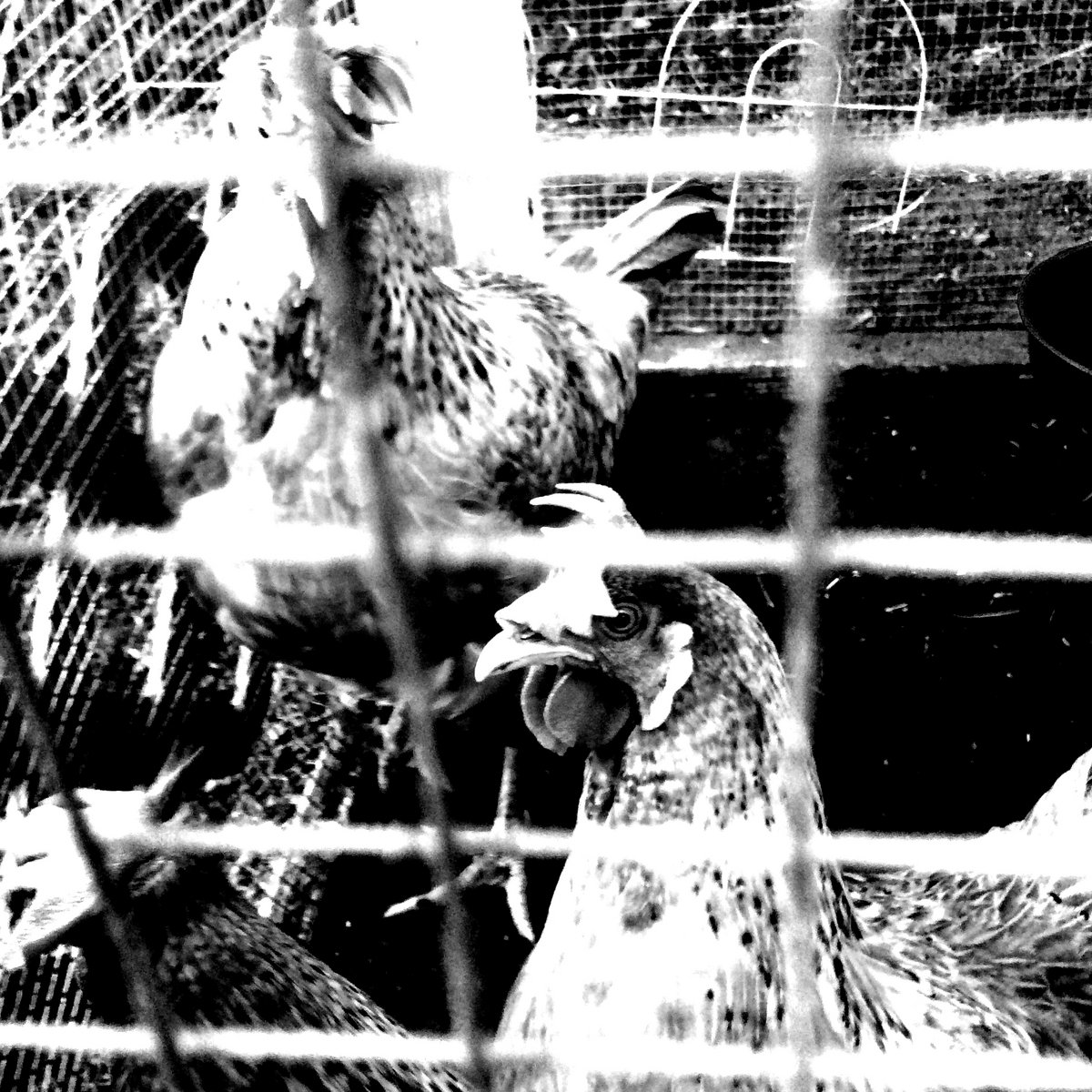 gatorz (instrumental) | Alex Homan