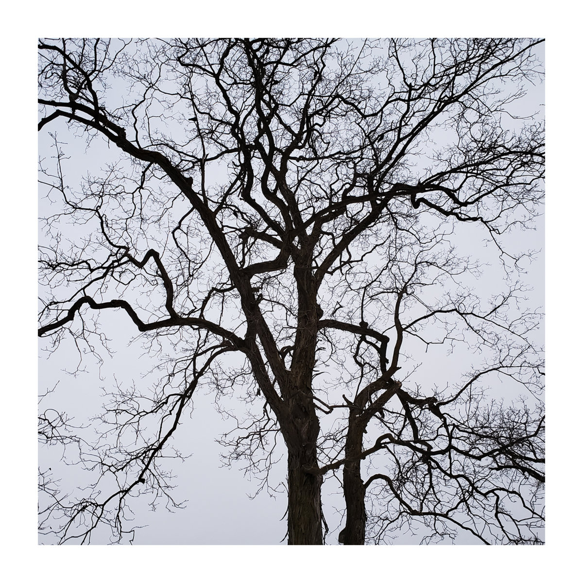 Field Drift 2 | Dr. Pete Larson | Dr Pete Larson