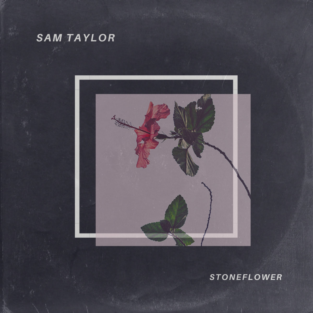 Stoneflower | Sam Taylor