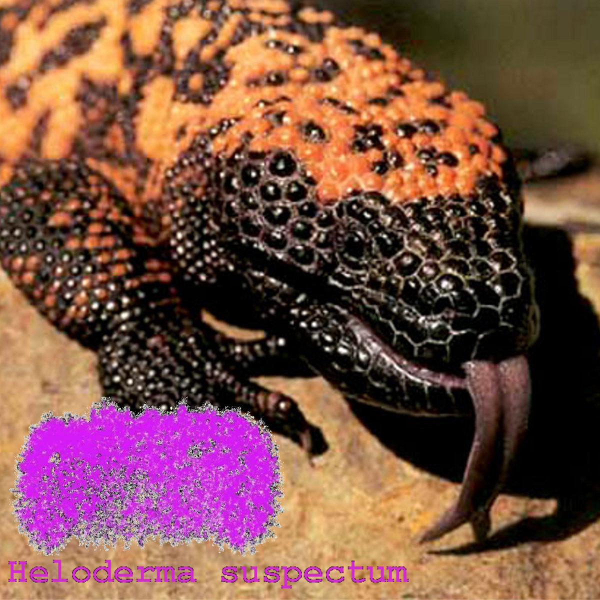 Heloderma Suspectum | Larva