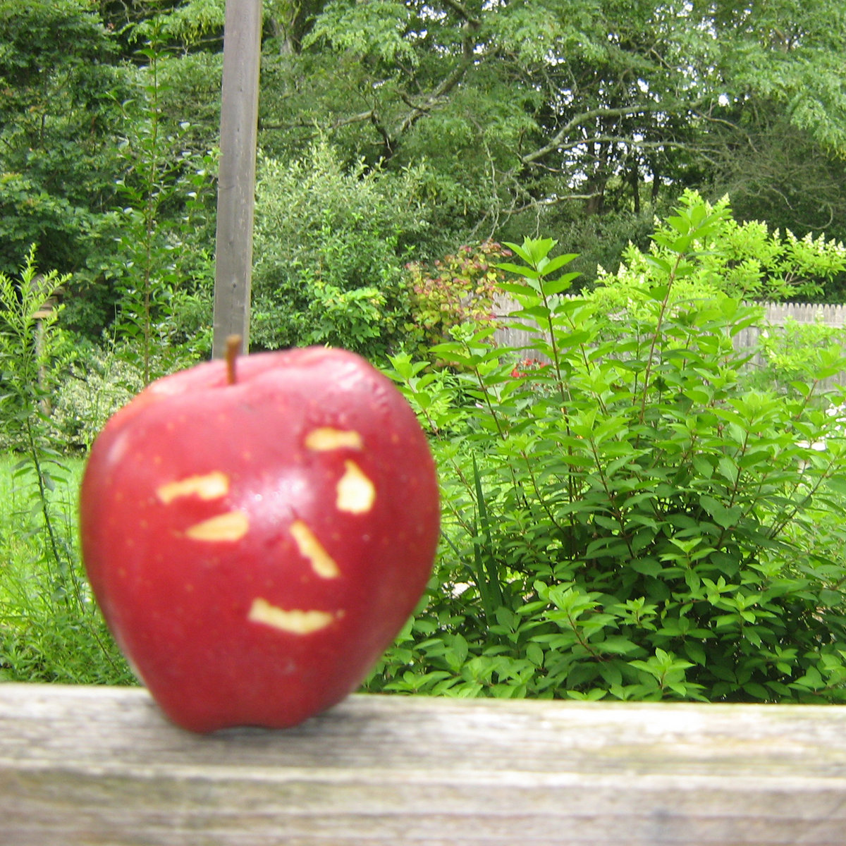 controlled burn @ the apple orchard | Lullabob | Babies Laughing