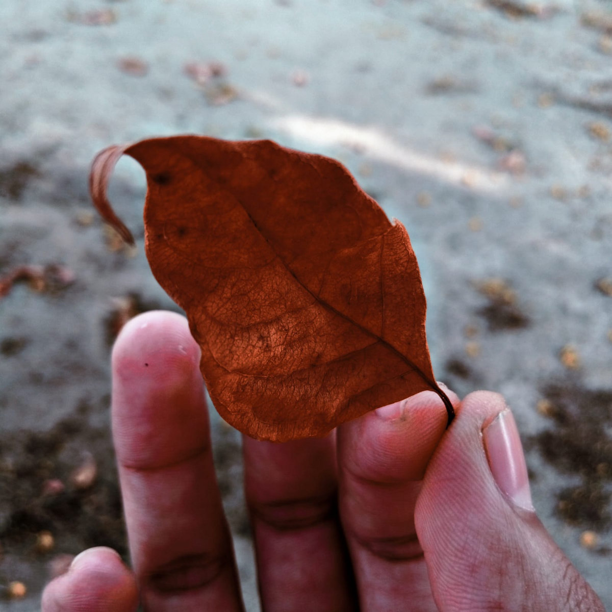 @fin8z(Telegr)Dakota Robertson Full Stack Creator | Kaizen