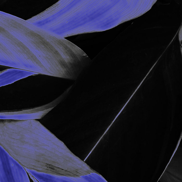 Suculenta | Isabel Soto | NYXII Records