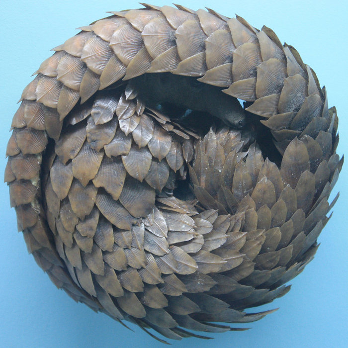 Pangolin & Bat Duet | Tomáš Kajánek