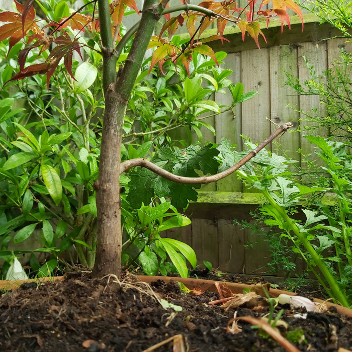 Mor Lum Beat | โคโค