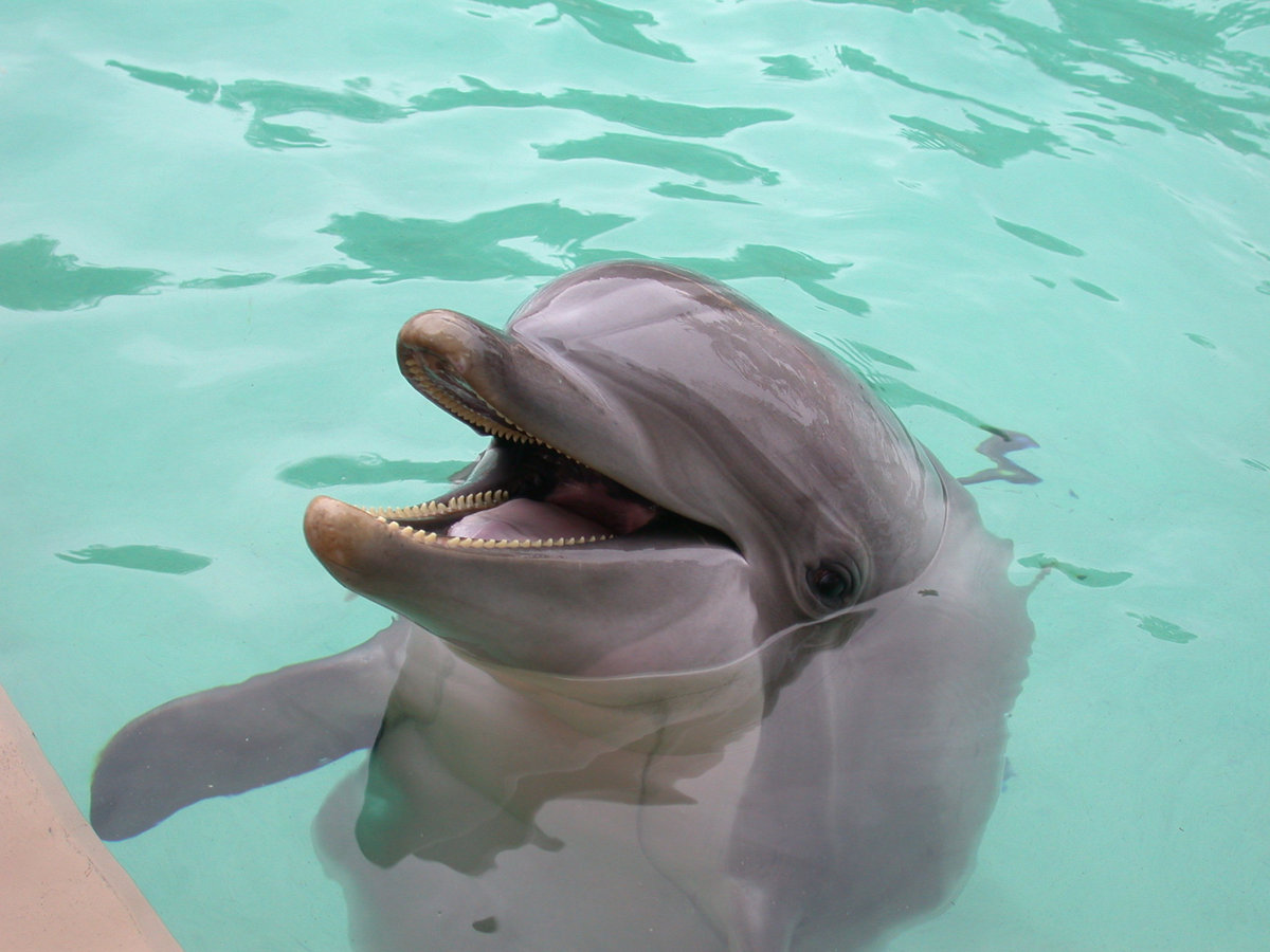 Dolphin Smile | Grump Cello Mixtapes