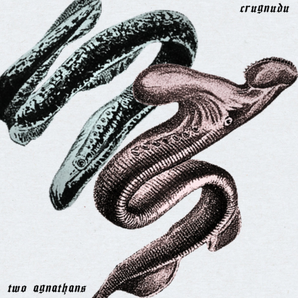 two agnathans | crugnudu