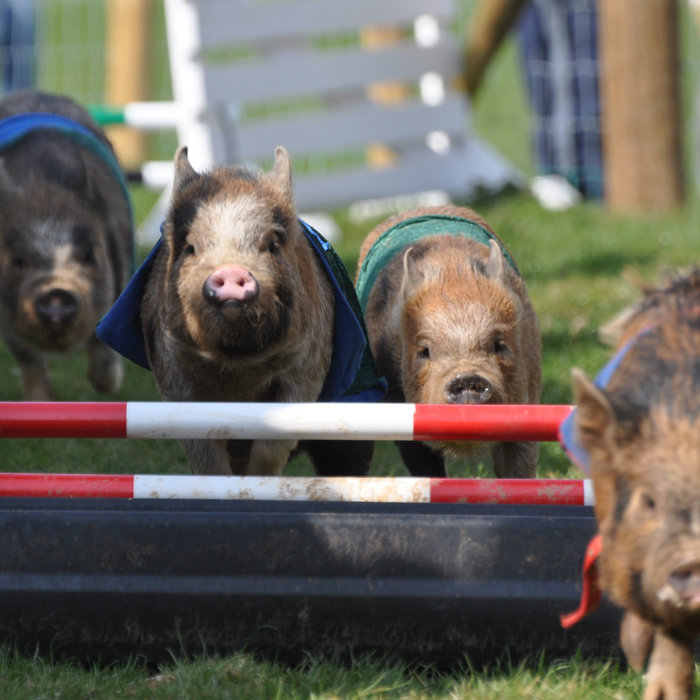 Clean Livin' | Invincible Pigs