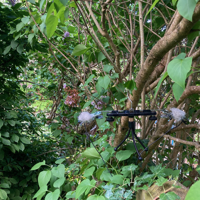 "From the first tweet" International Dawn Chorus Day 2025 May 4 | Peter ...