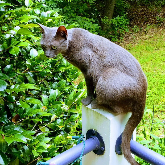 Electronic 'speriments | Robbie Link