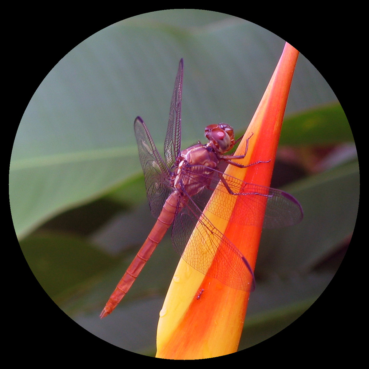 Delicate EP [ST002] | Daniel Zuur | soundtravels recordings