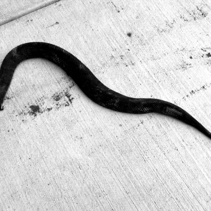 Behead The Snake | Errant Static