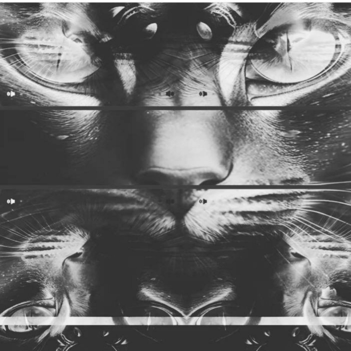 Cat Walk | Miss Fuzzy