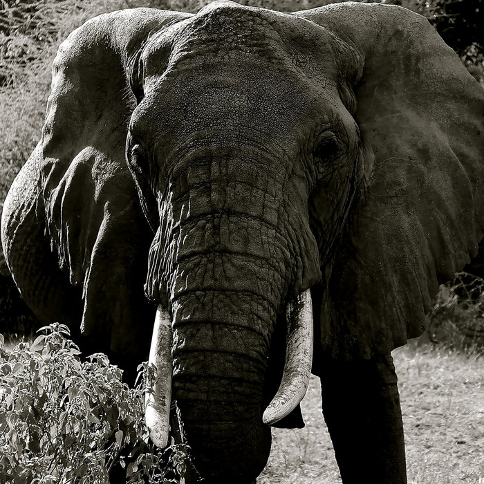 Elephant | Subtle Matter