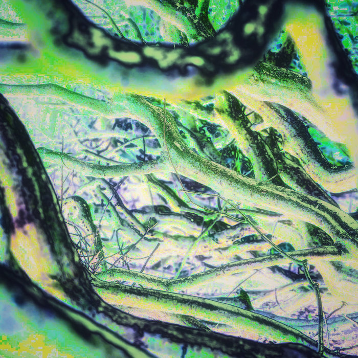 Shallow Roots | Dreamship