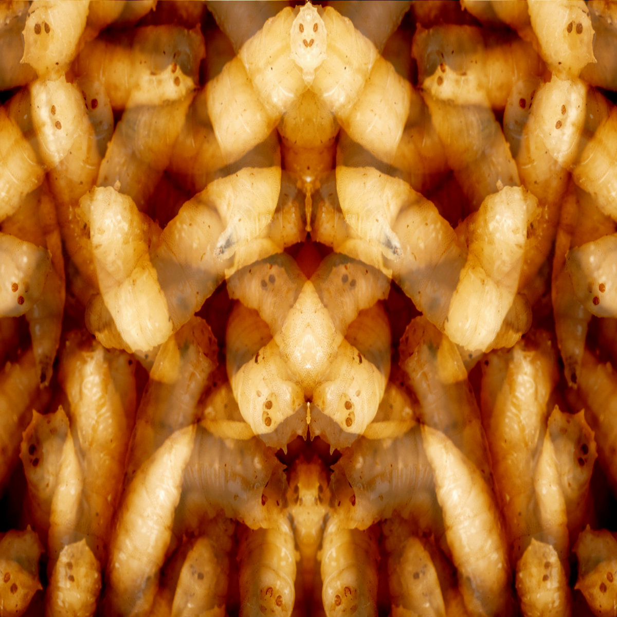 Record Magnitude Maggots | Maggot | The Locust Factory