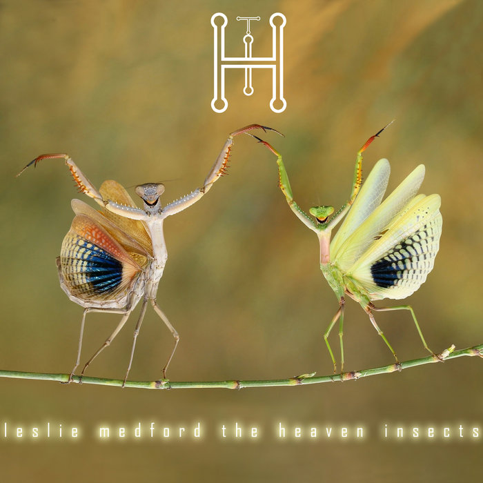The Heaven Insects [28 minutes] | LESLIE MEDFORD