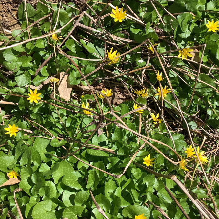 Sweet Talker (Single) | Emily