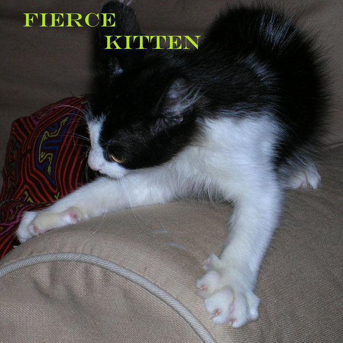 Fierce Kitten | Johnson City