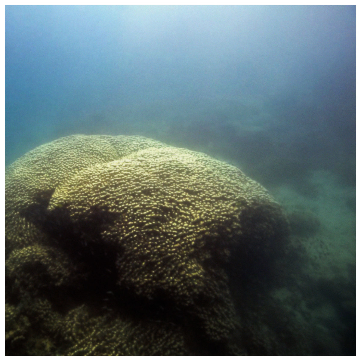 The Pavona Clavus Brain | LSZ | Limestone Ziggurat