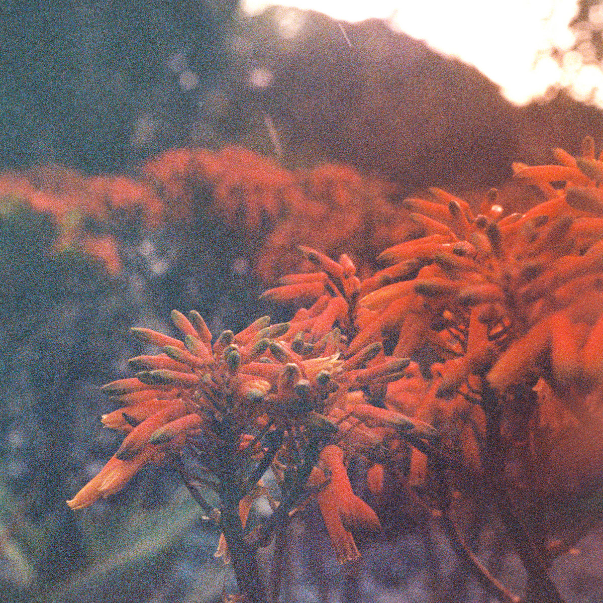 The sound of flowers | Daniel O'Toole | cascaderumblerecords