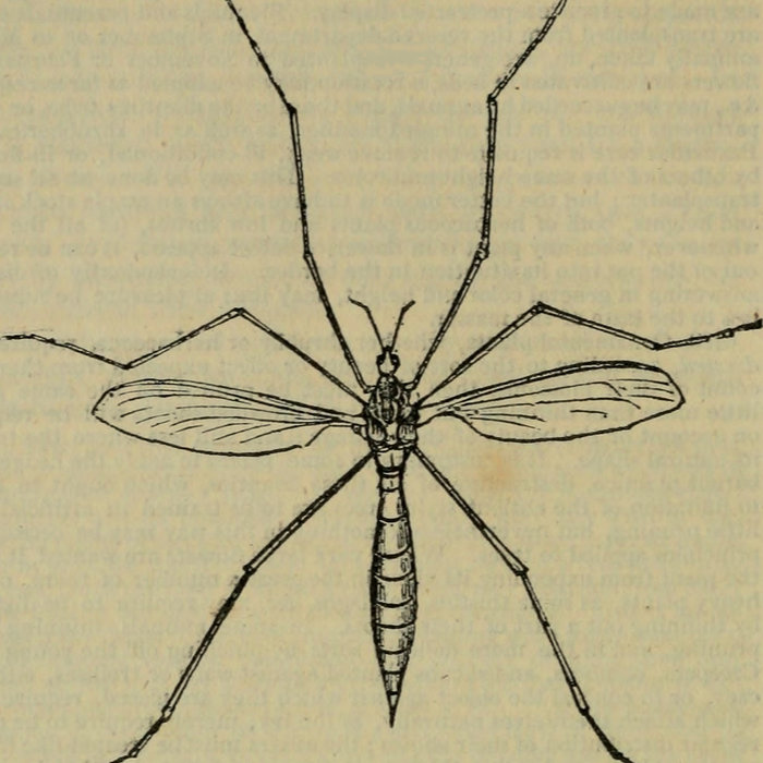 Insectorum | Bug Catcher | Nature Noise Wall