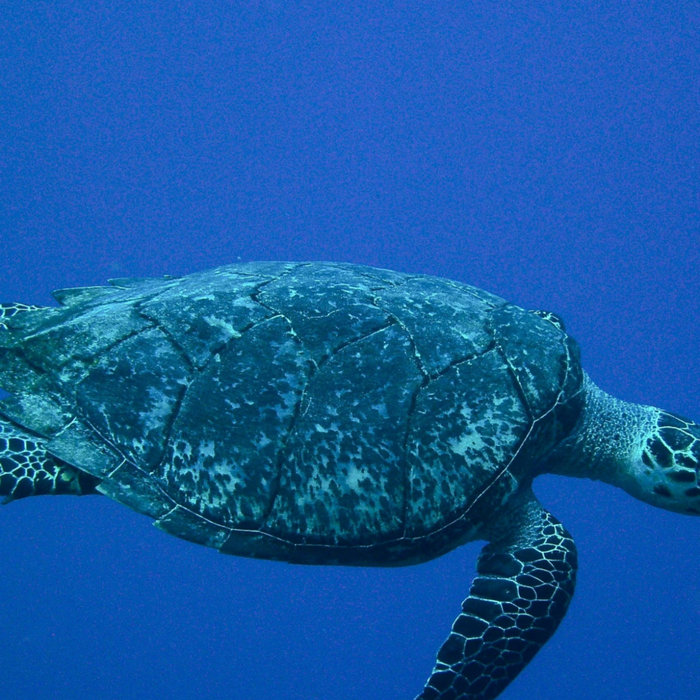 Dream of the Blue Turtles | Dream of the Blue Turtles