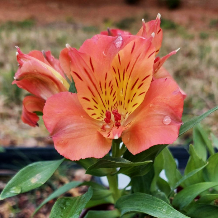 Flower (CTK 203 #5) | Ken.Kaiser