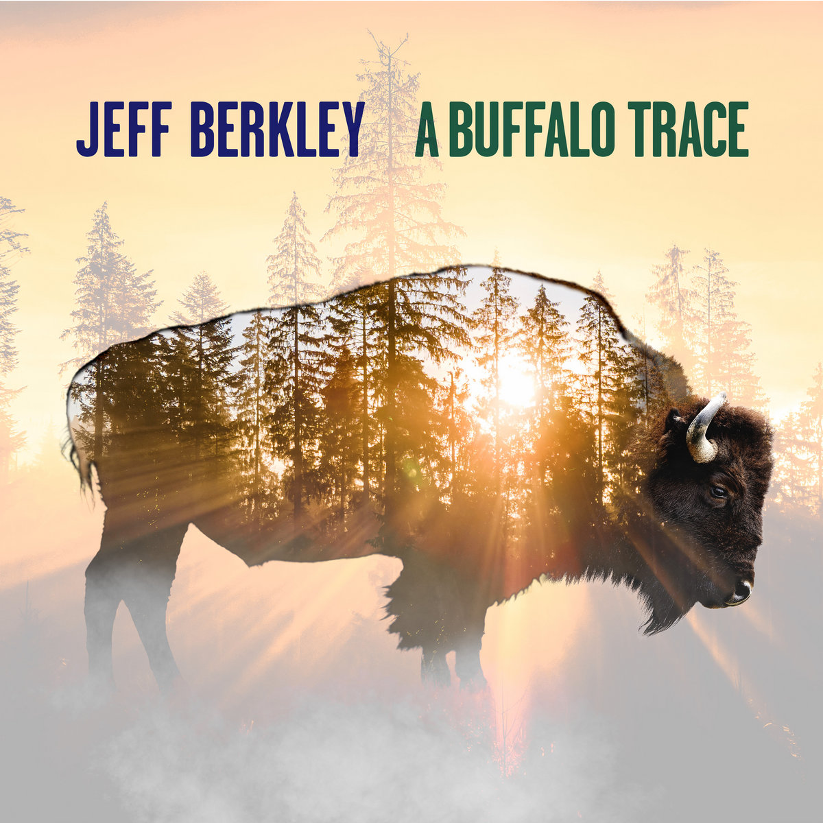 A Buffalo Trace | Jeff Berkley