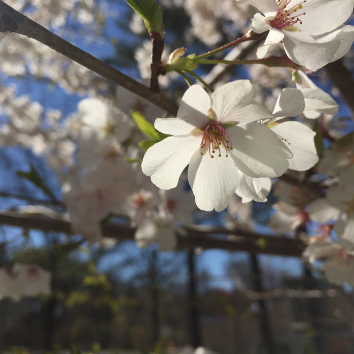 Singles | Seth Duncan