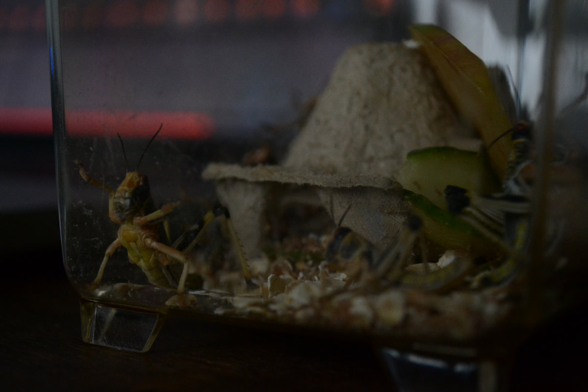 NERVEN | Christopher Ramm