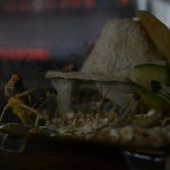 NERVEN | Christopher Ramm