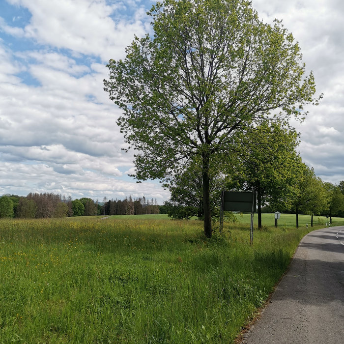 Der alte Baum | Jottese