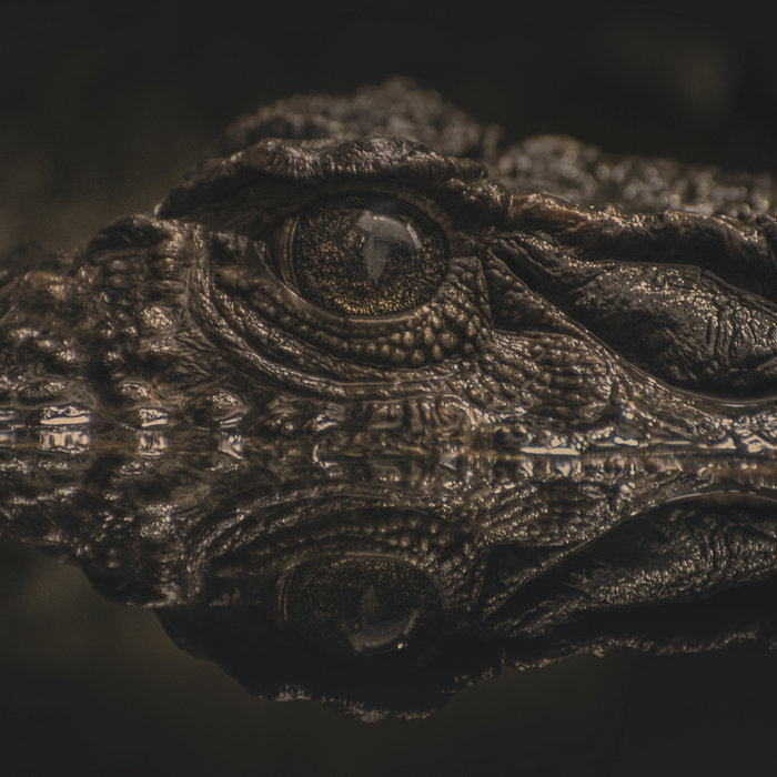 Glimpse Of Us (JOJI Cover) | Foxes / Roses