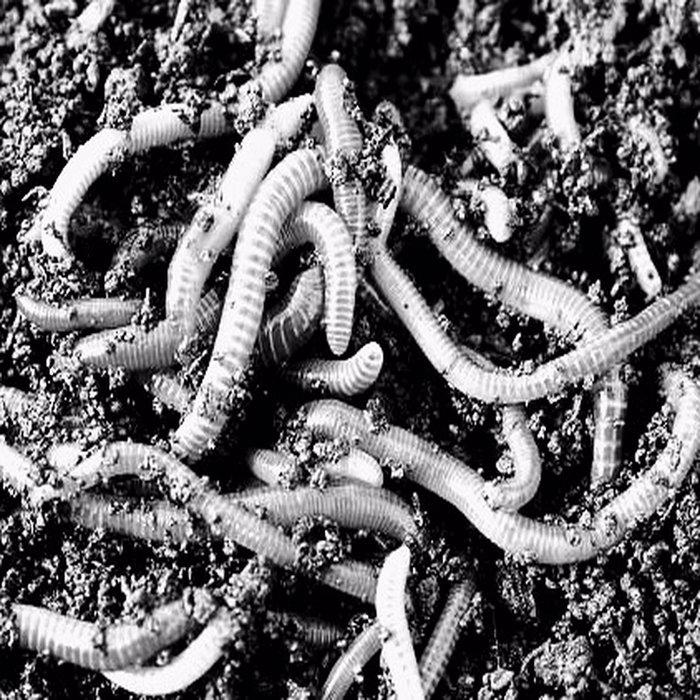 Squirm like a worm | Buttcrack Bonanza | Seeing Eye Frog