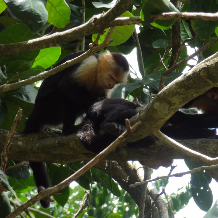 Yikes | Monkeys With Car Keys