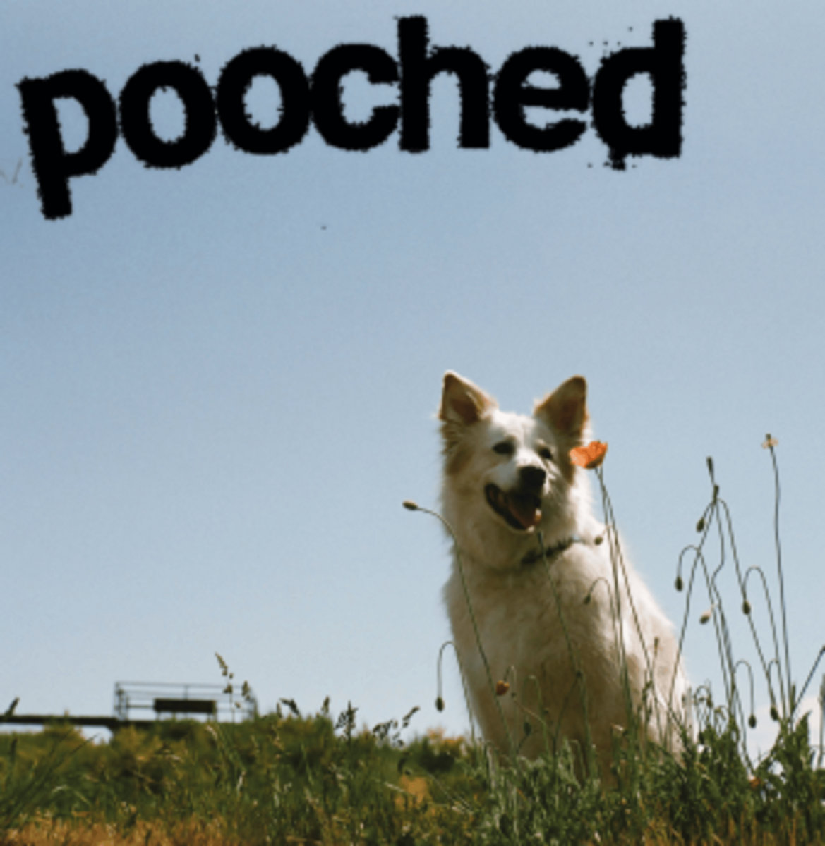 Pooched b/w Tercel | Pooched | Bloated Kat Records