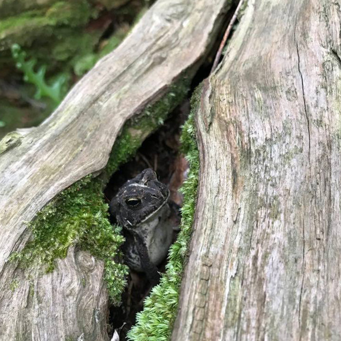 Toad Wizard | Forest of Frogs