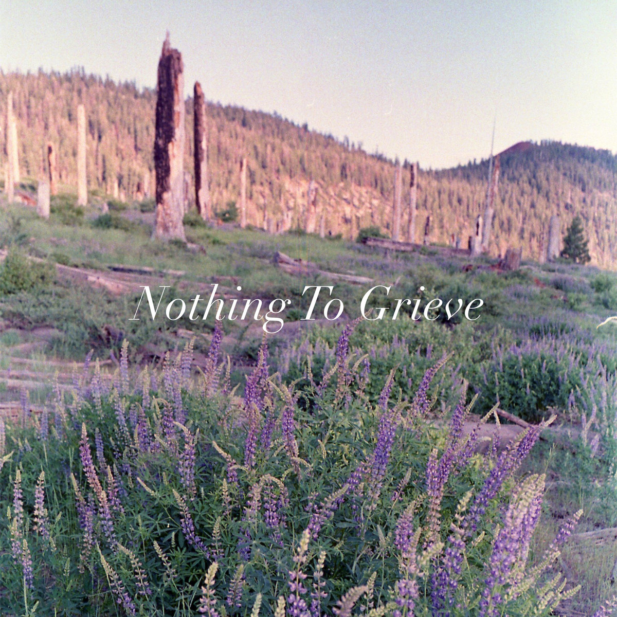 Nothing To Grieve | Deep Forest Drive