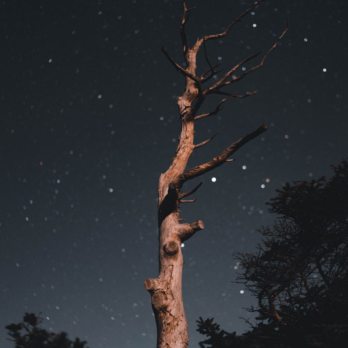 We Are All Skeletons | Creatures of Nature