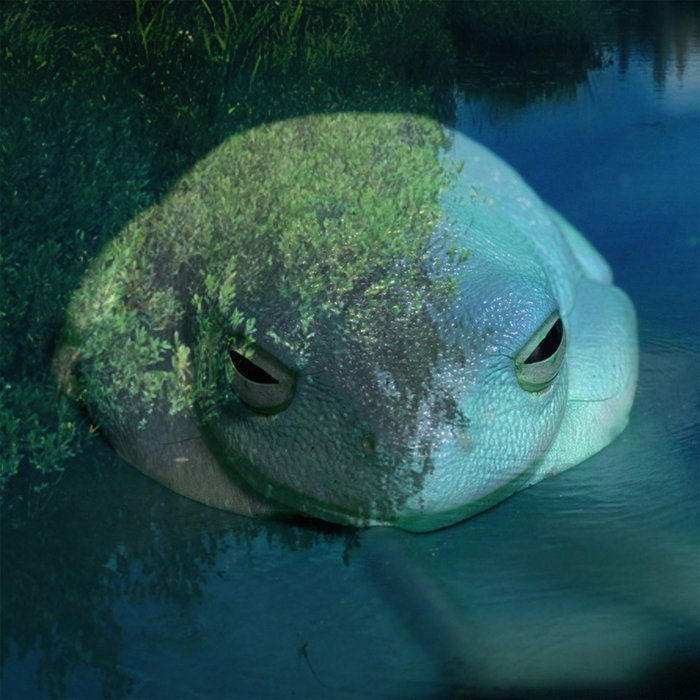 Asleep in Terrarium | Frogsleep | Forest of Frogs